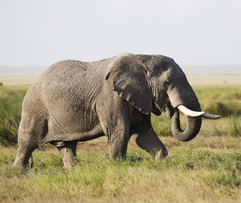 The Truth About Elephant Life Expectancy