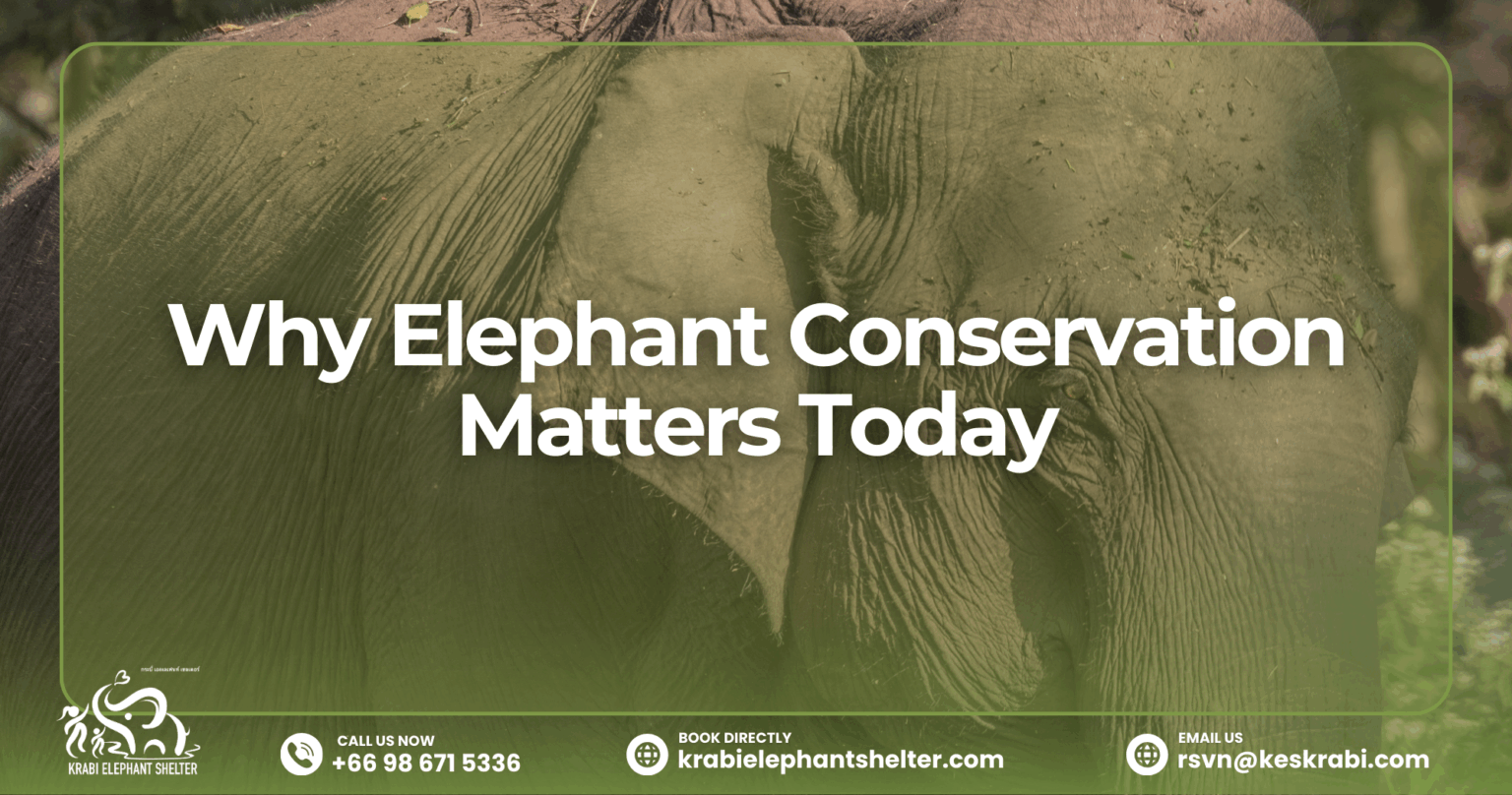 Thailand National Animals: Elephant - Heart and Soul of Thai