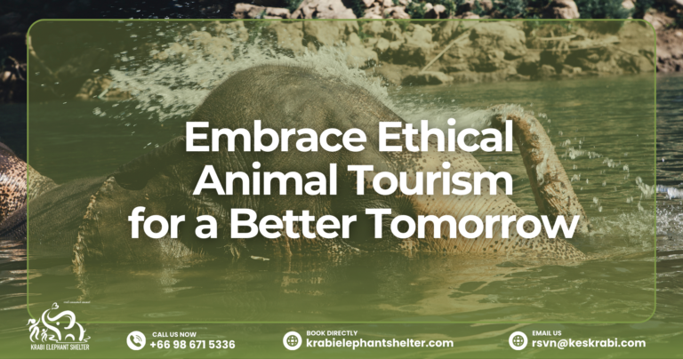 Wildlife Tourist: A Guide for Ethical Travelers - Krabi Elephant Shelter