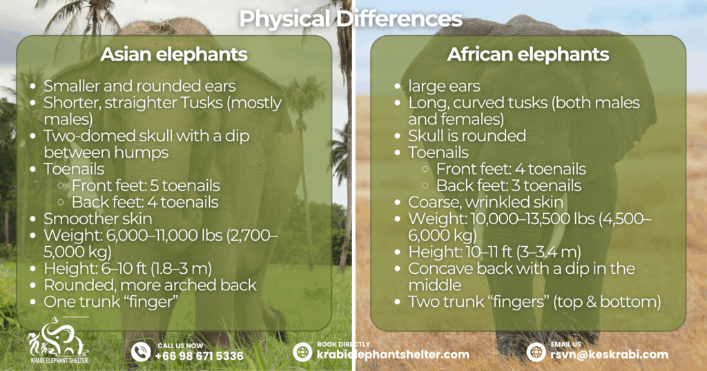 Asian Elephant Vs African Elephant: How They Differ - Krabi Elephant ...
