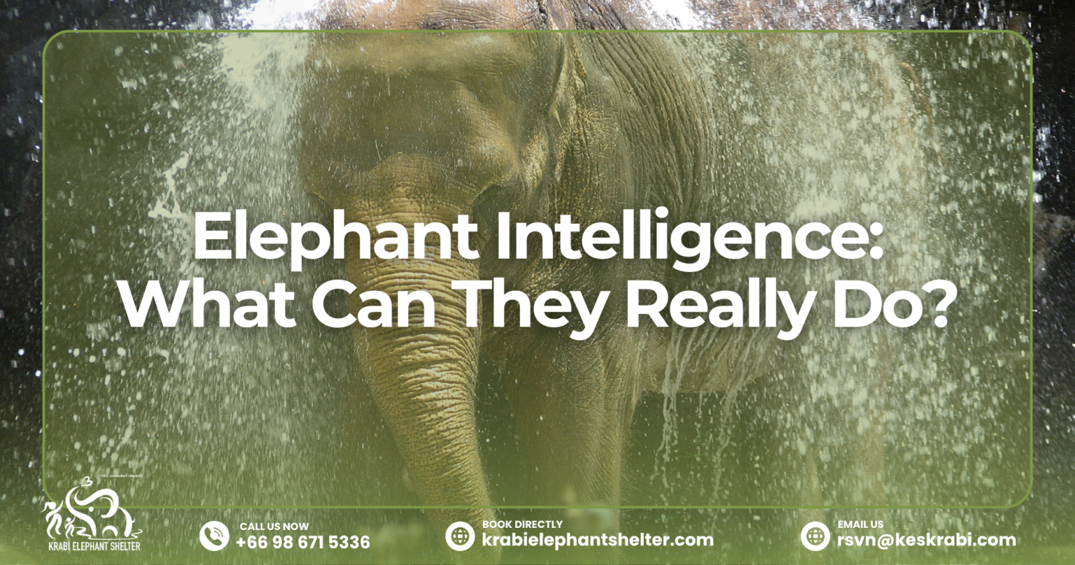 The Science Behind Elephant Intelligence: How Smart Are They? - Krabi ...