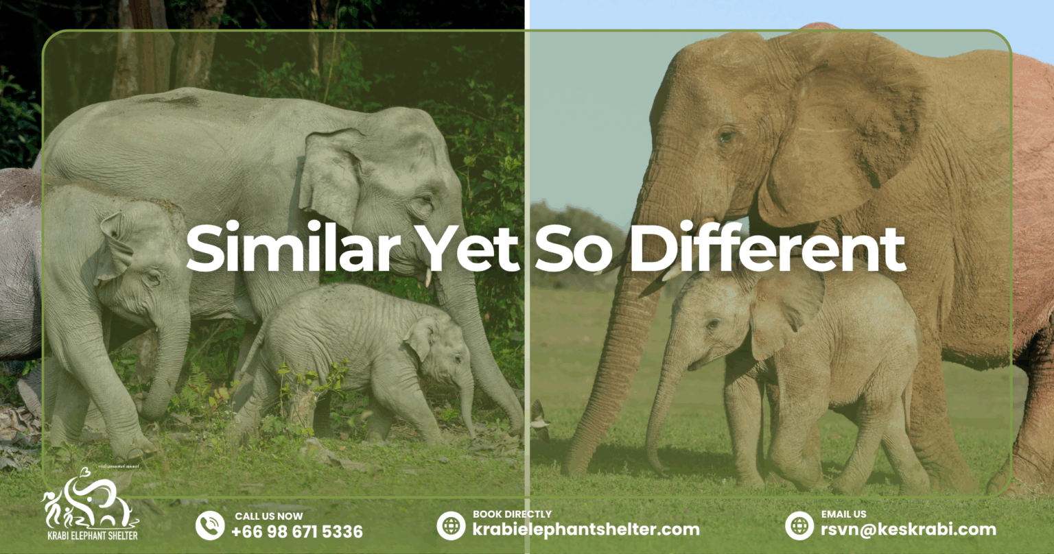 Asian Elephant Vs African Elephant: How They Differ - Krabi Elephant ...