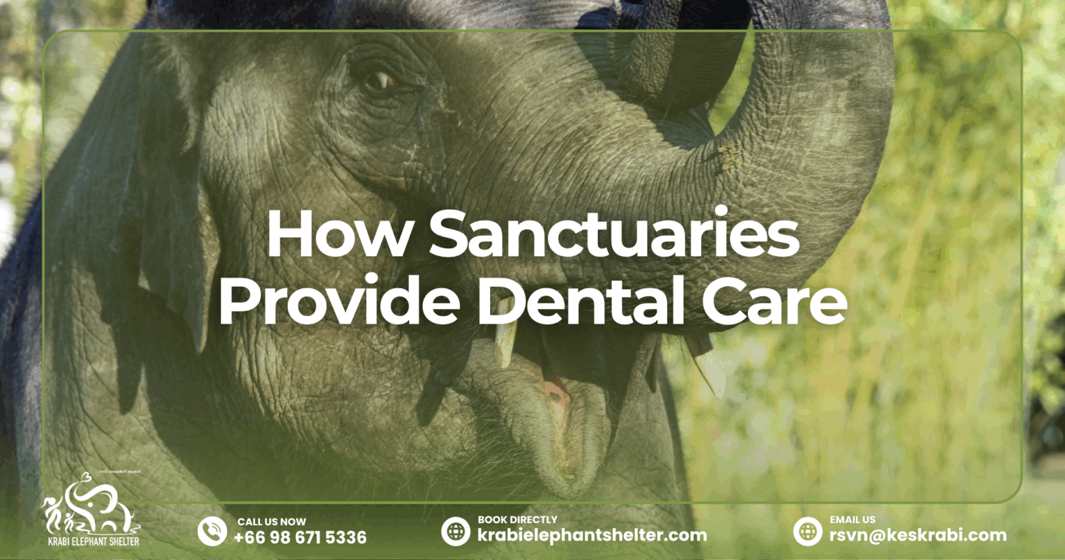 Teeth Of Elephants: Vital Care In Ethical Sanctuaries - Krabi Elephant ...