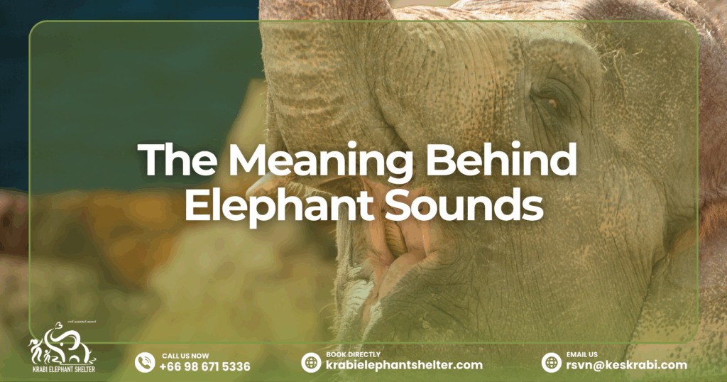 Elephant Sounds: 5 Fascinating Facts You’ll Love - Krabi Elephant Shelter