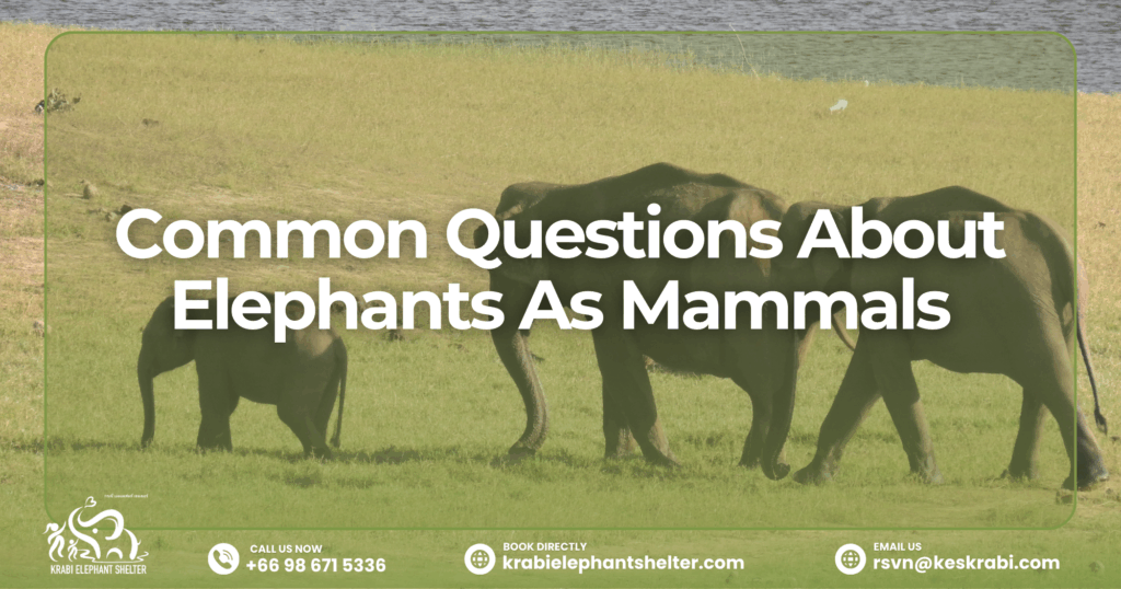 Is An Elephant A Mammal? 5 Powerful Facts Explained - Krabi Elephant ...
