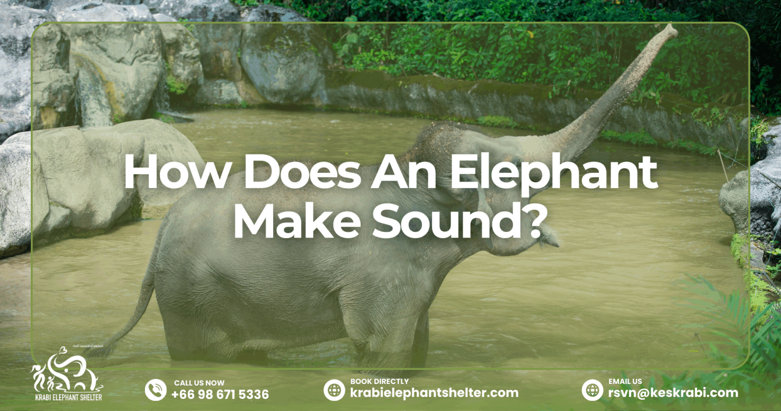 Elephant Sounds: 5 Fascinating Facts You’ll Love - Krabi Elephant Shelter