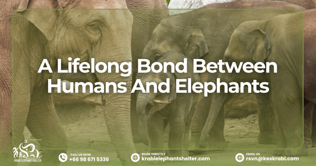 Age of Elephant: 5 Fascinating Facts You Should Know - Krabi Elephant ...