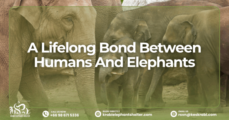 Age of Elephant: 5 Fascinating Facts You Should Know - Krabi Elephant ...