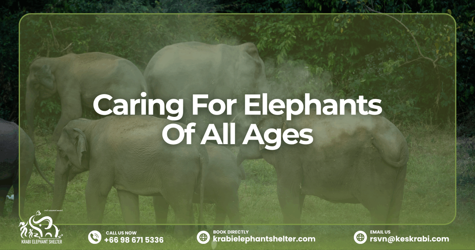 Age of Elephant: 5 Fascinating Facts You Should Know - Krabi Elephant ...