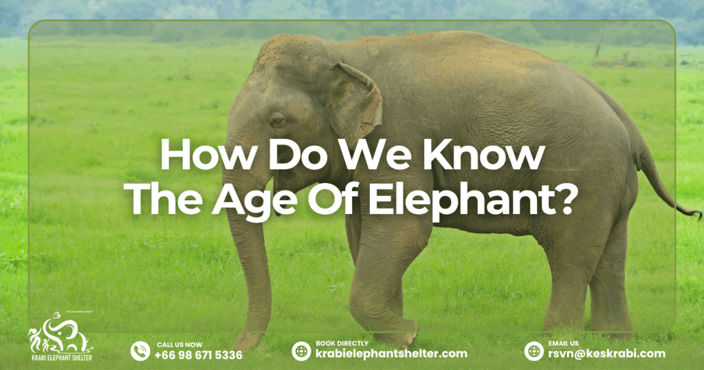 Age of Elephant: 5 Fascinating Facts You Should Know - Krabi Elephant ...