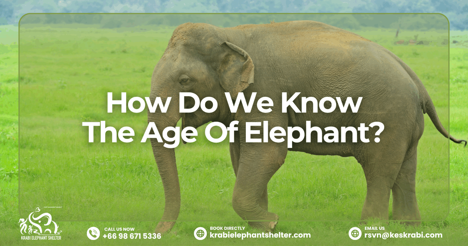 Age of Elephant: 5 Fascinating Facts You Should Know - Krabi Elephant ...