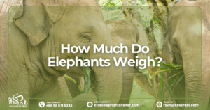 Elephant Weight: 3 Incredible Size Stats - Krabi Elephant Shelter