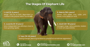 Age of Elephant: 5 Fascinating Facts You Should Know - Krabi Elephant ...