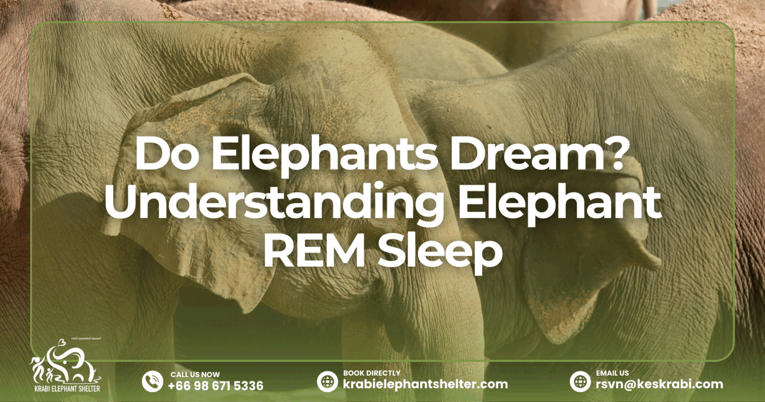 How Do Elephants Sleep? 5 Incredible Insights - Krabi Elephant Shelter