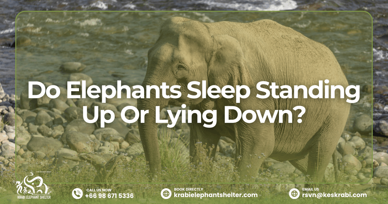 How Do Elephants Sleep? 5 Incredible Insights - Krabi Elephant Shelter