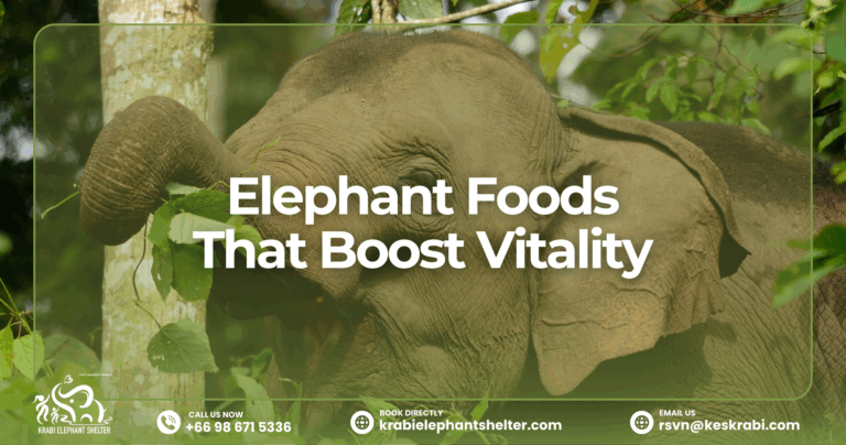 Elephant Foods: 7 Incredible Diet Secrets For Vitality - Krabi Elephant ...