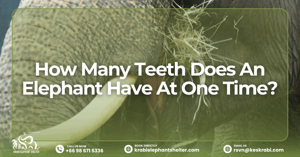 How Many Teeth Does An Elephant Have? 6 Incredible Truths - Krabi ...