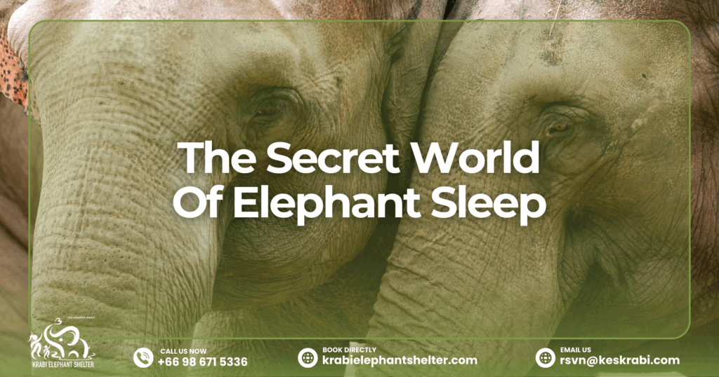 How Do Elephants Sleep? 5 Incredible Insights - Krabi Elephant Shelter