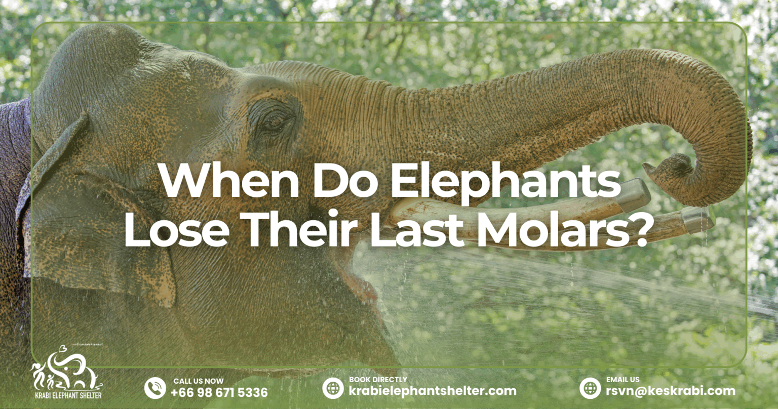 How Many Teeth Does An Elephant Have? 6 Incredible Truths - Krabi ...