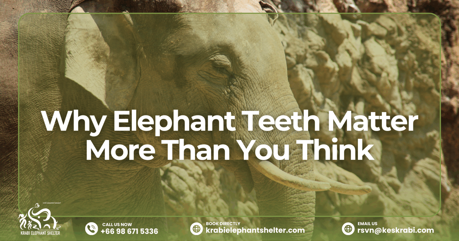 How Many Teeth Does An Elephant Have? 6 Incredible Truths - Krabi ...