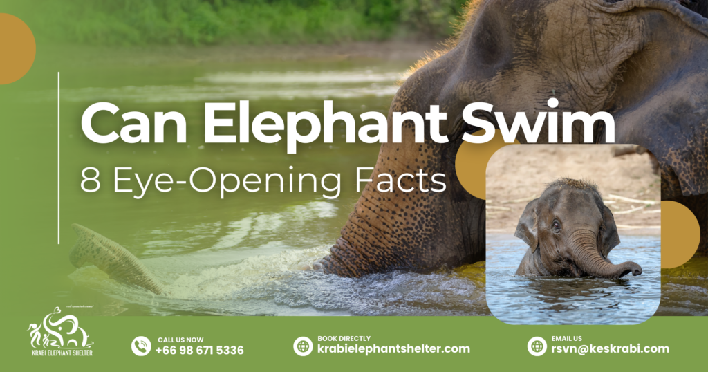 Elephant Sounds: 5 Fascinating Facts You’ll Love - Krabi Elephant Shelter