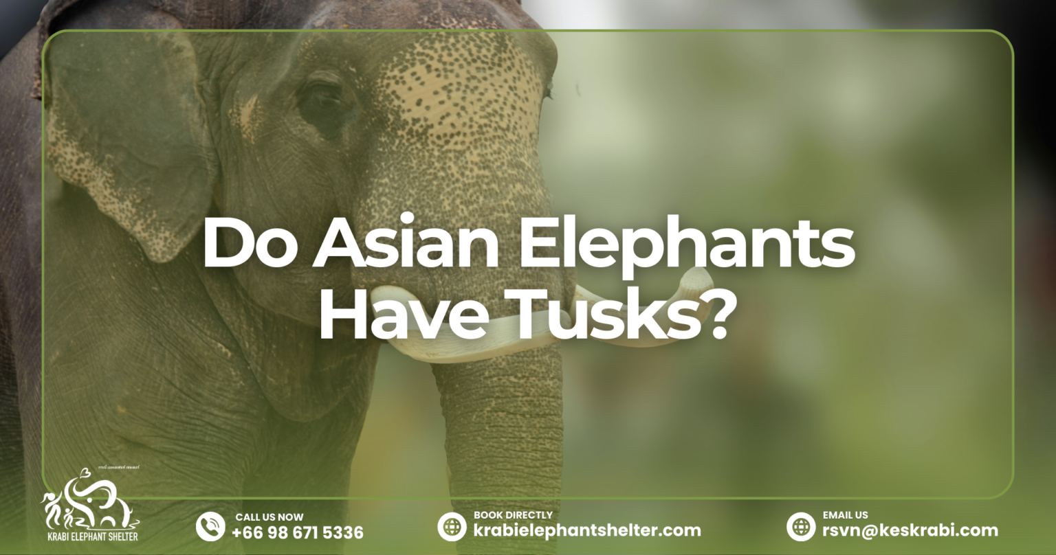 Do Asian Elephants Have Tusks: 5 Amazing Facts - Krabi Elephant Shelter